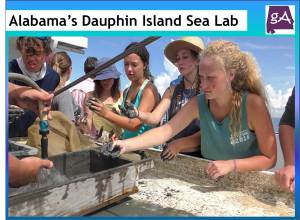 Alabama’s Dauphin Island Sea Lab Teaches More Than Science - Geek Alabama