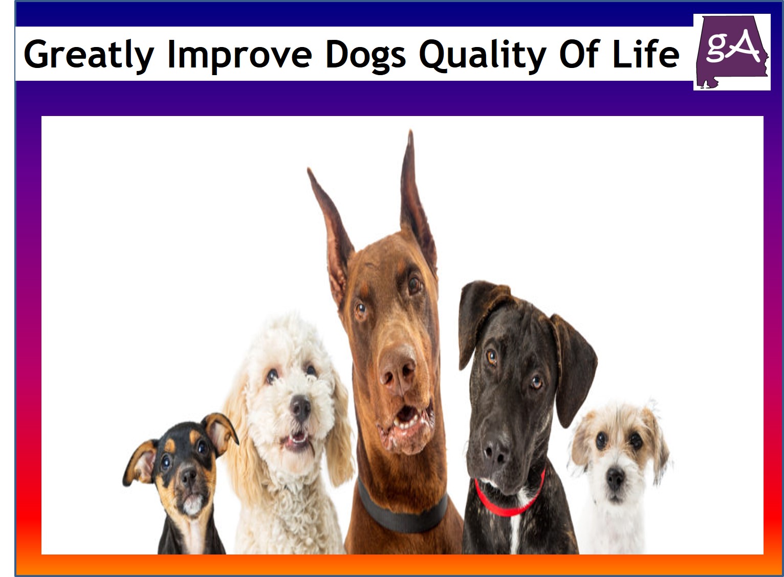 How To Greatly Improve Your Dogs Quality Of Life - Geek Alabama