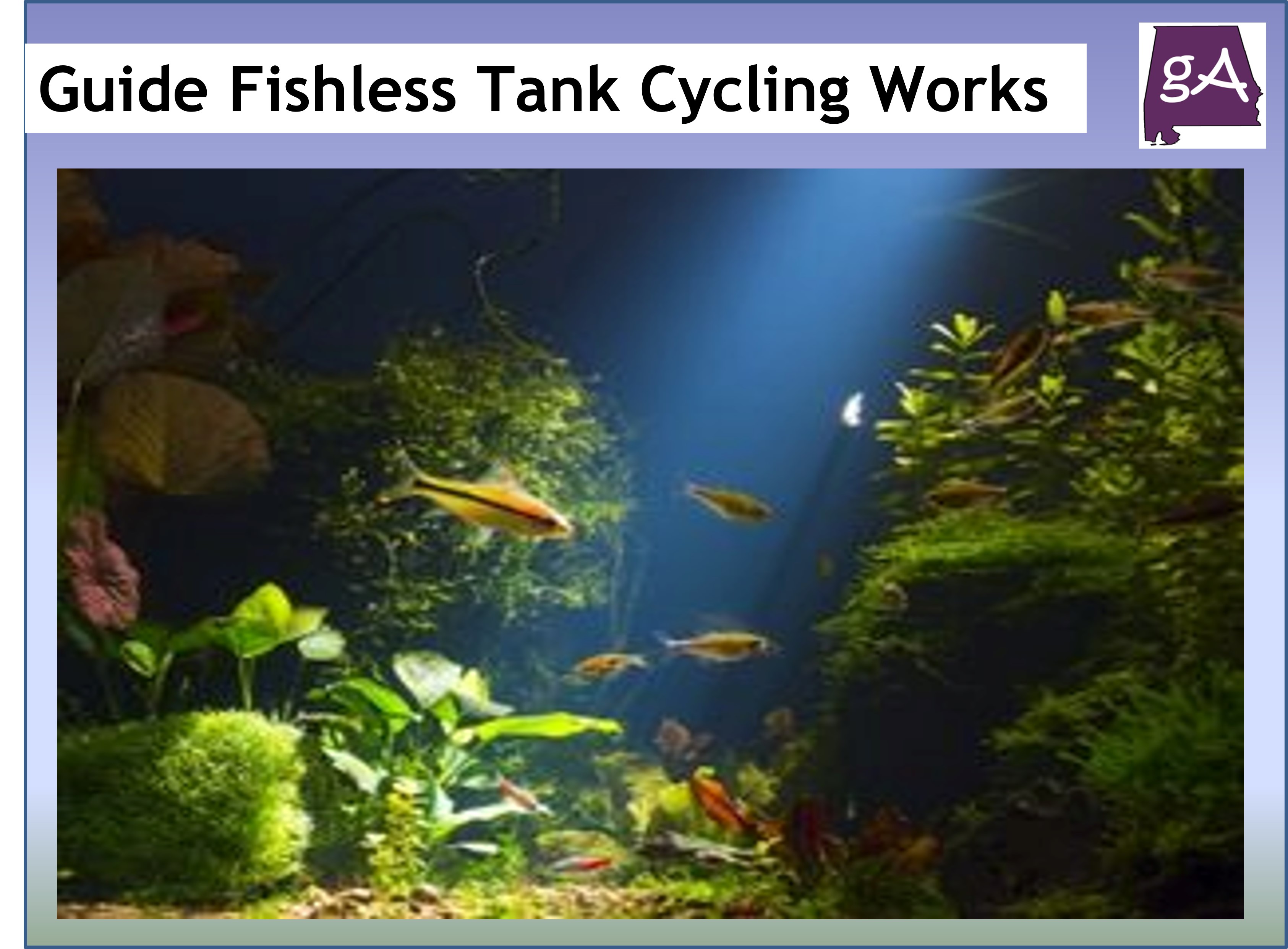 A Guide to How Fishless Tank Cycling Works