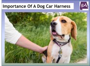 The Importance And Benefits Of A Dog Car Harness Geek Alabama